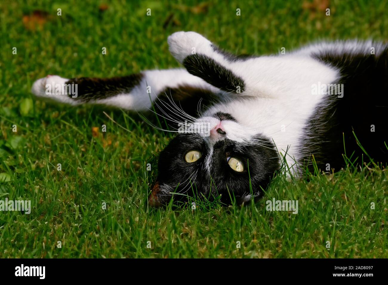 Chat mignon images Banque de photographies et d’images à haute ...