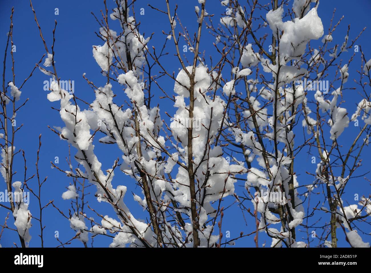 Hornbeam carpinus betulus fruit Banque de photographies et d’images à ...