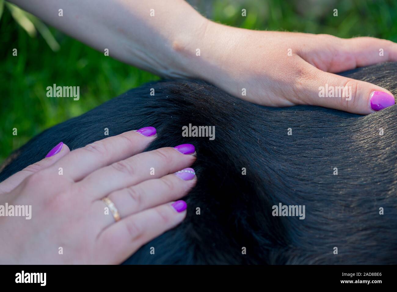 Canine humaine Banque de photographies et d’images à haute résolution ...