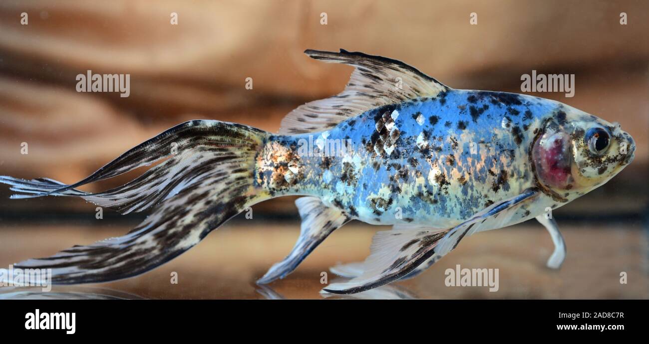 Blauer Shubunkin Goldfisch, cyprin doré, Carassius auratus Photo Stock ...