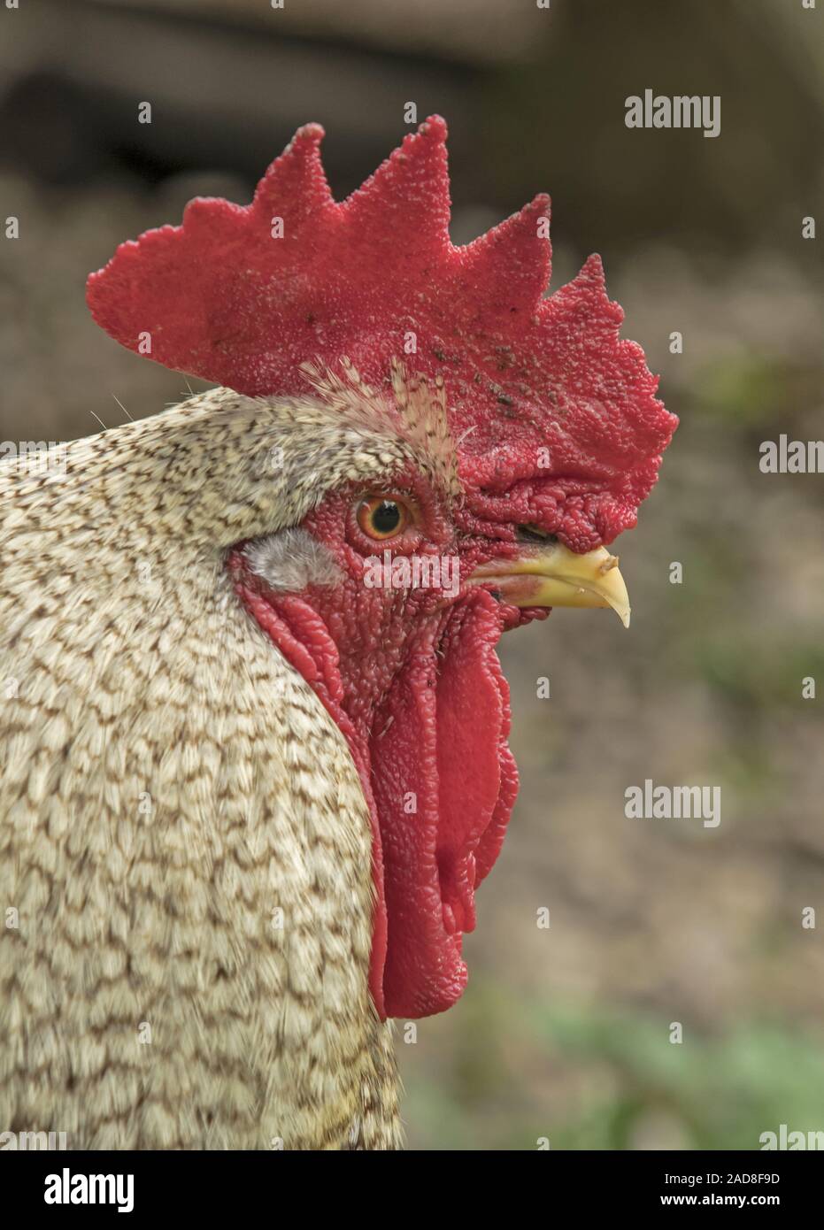 Gallus domesticus Banque de photographies et d’images à haute ...