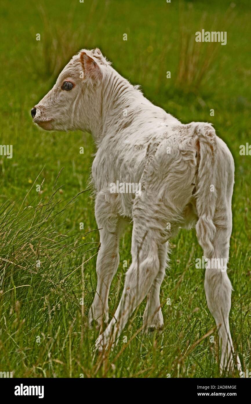 Veau chillingham vache bovins sauvages Banque de photographies et d ...
