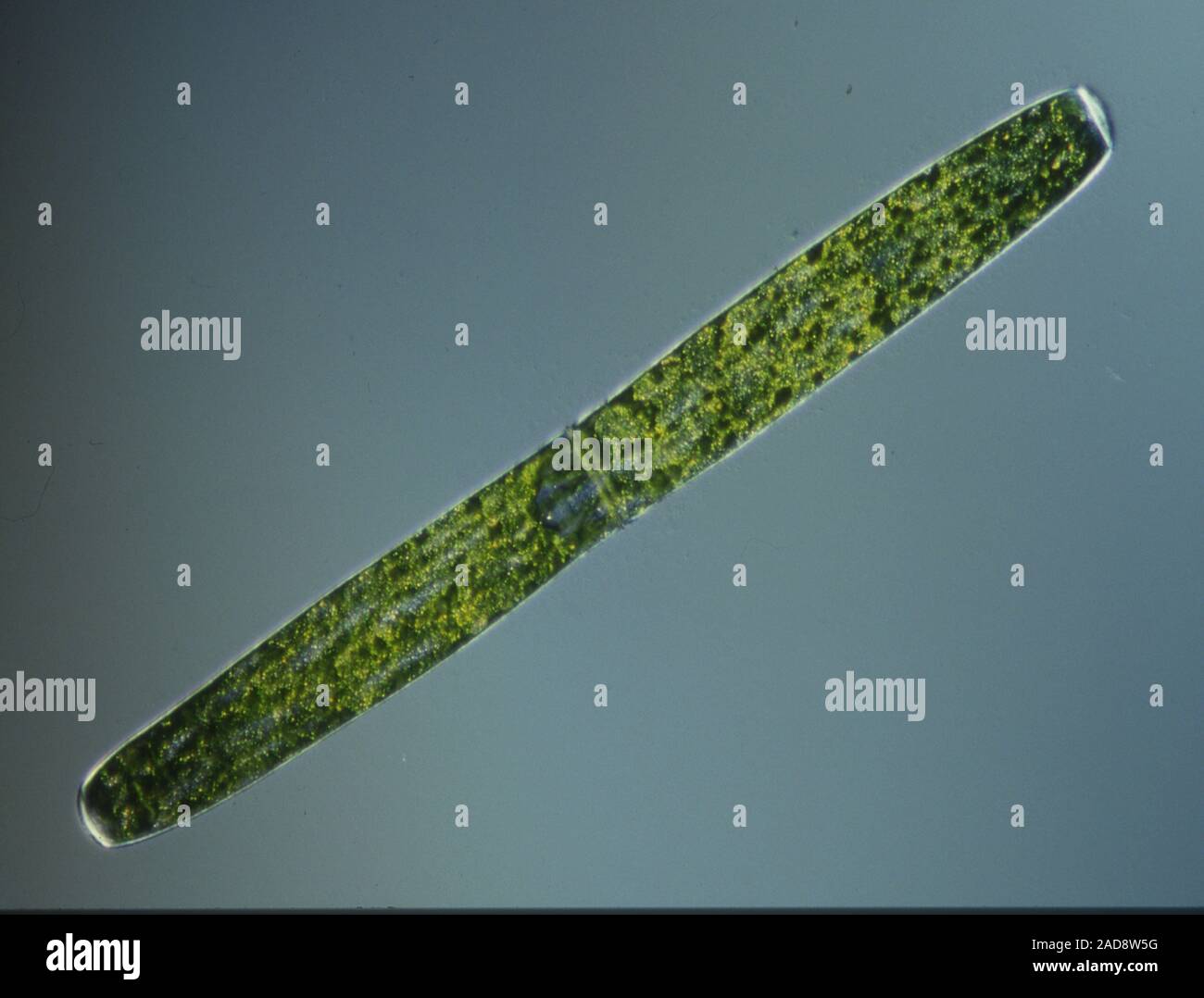 Algae microscope Banque de photographies et d’images à haute résolution ...