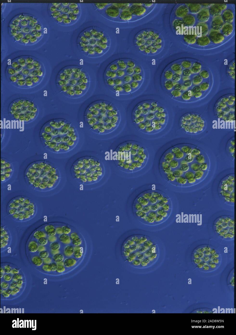 Algues vertes au microscope Banque de photographies et d’images à haute ...