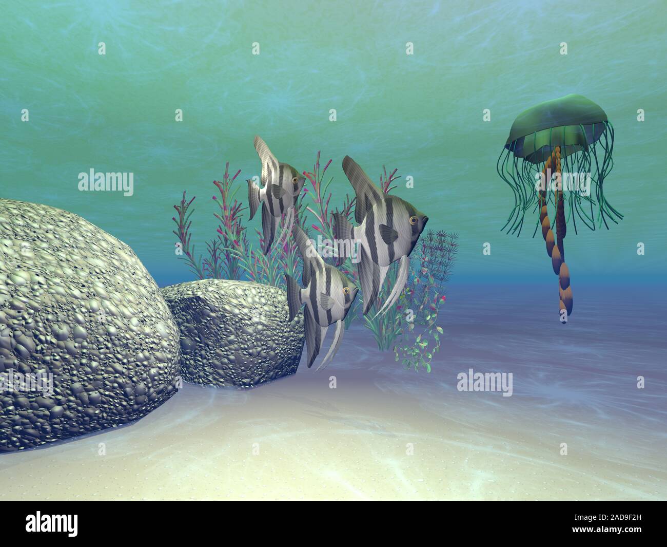 Poissons des fonds marins Banque de photographies et d’images à haute ...