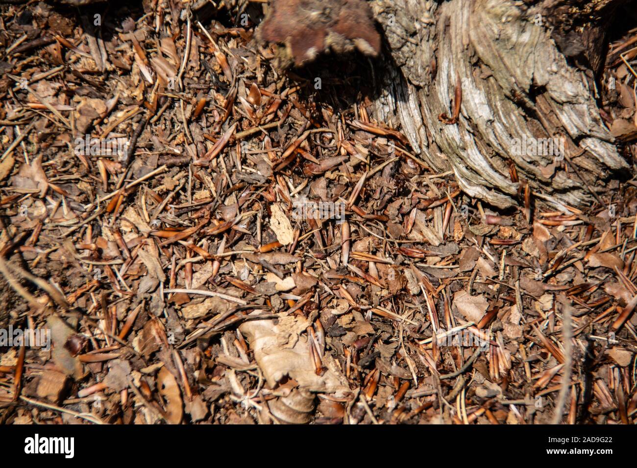 Nid de fourmis dans le Banque de photographies et d’images à haute ...