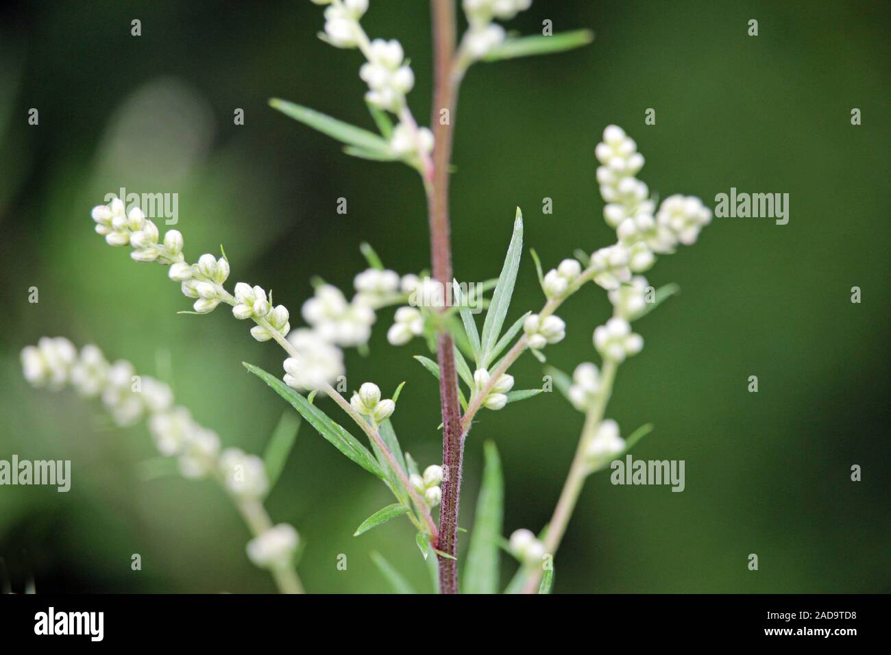 Grand absinthe Banque de photographies et d’images à haute résolution ...