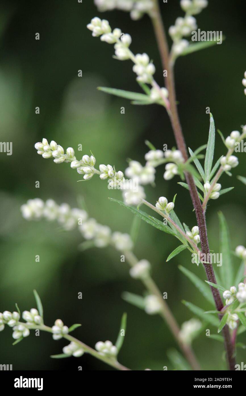 Grand absinthe Banque de photographies et d’images à haute résolution ...