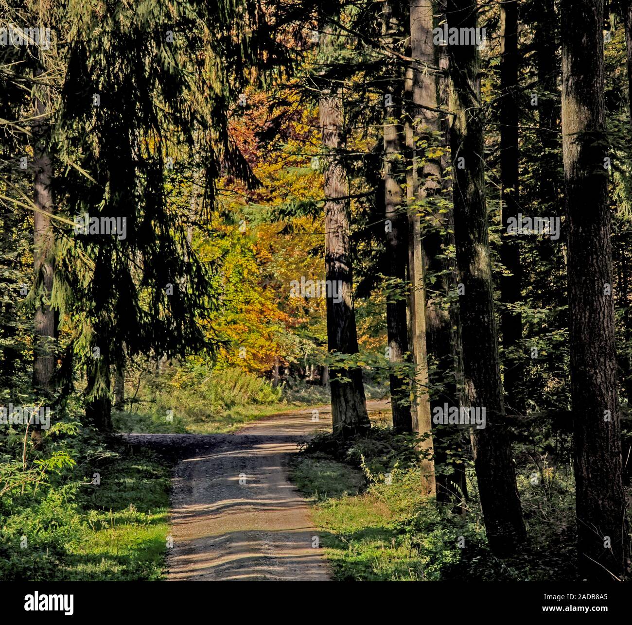 Voie d'automne Banque de photographies et d’images à haute résolution ...