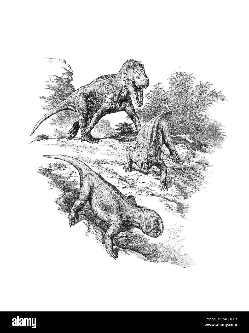 Hyperodapedon Saurosuchus et reptiles, de l'illustration. Saurosuchus ...