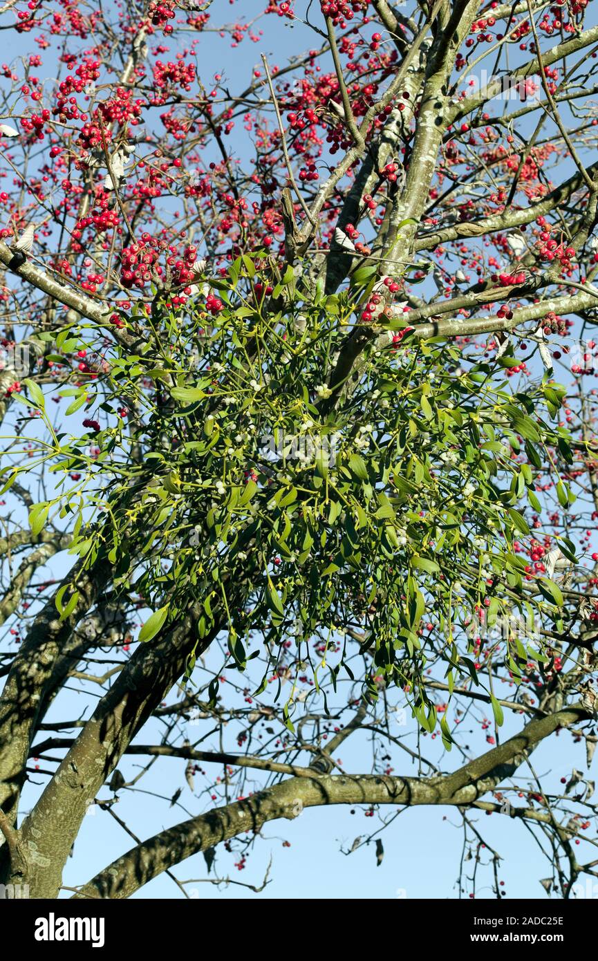 Le gui (Viscum album commun) sur un petit arbre Quercus palustris ...