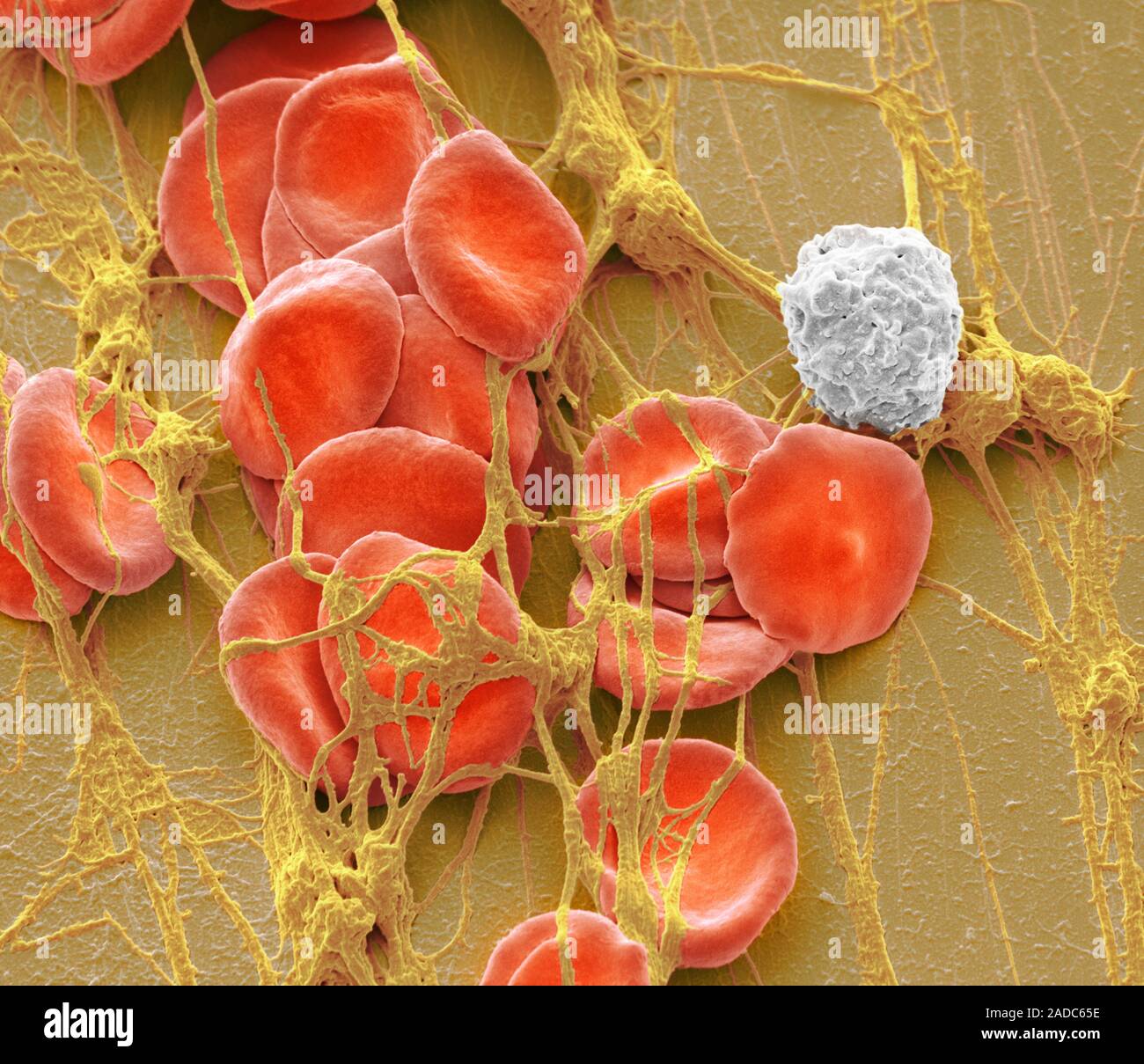 Des cellules sanguines, couleur de l'analyse des électrons ...