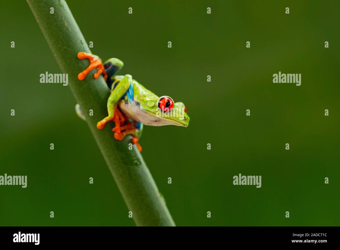 La red-eyed tree frog, ou des feuilles aux yeux rouges (agalychnis ...