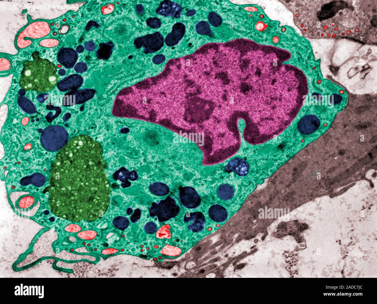 Micrographe fausses couleurs (TEM) montrant un macrophage avec le ...