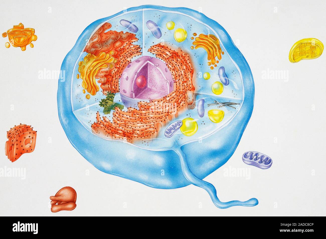 Structure d'une cellule animale, de l'illustration Photo Stock - Alamy
