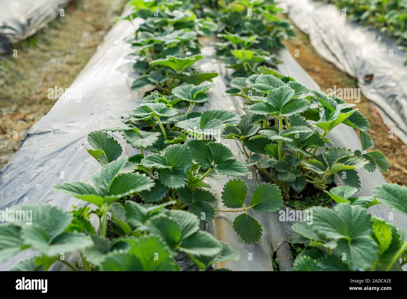 Feuilles De Fraise Banque d'image et photos - Alamy