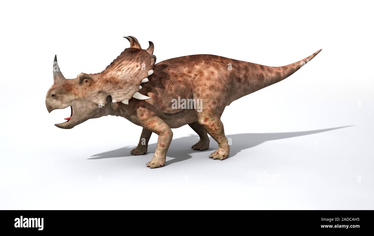 Sinoceratops dinosaure mâle, illustration. Ce dinosaure cératopsien ...