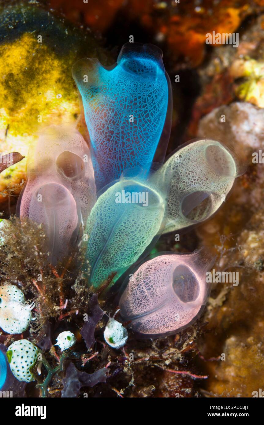 Les ascidies (Rhopalaea sp.) sur un récif. Les ascidies (classe ...