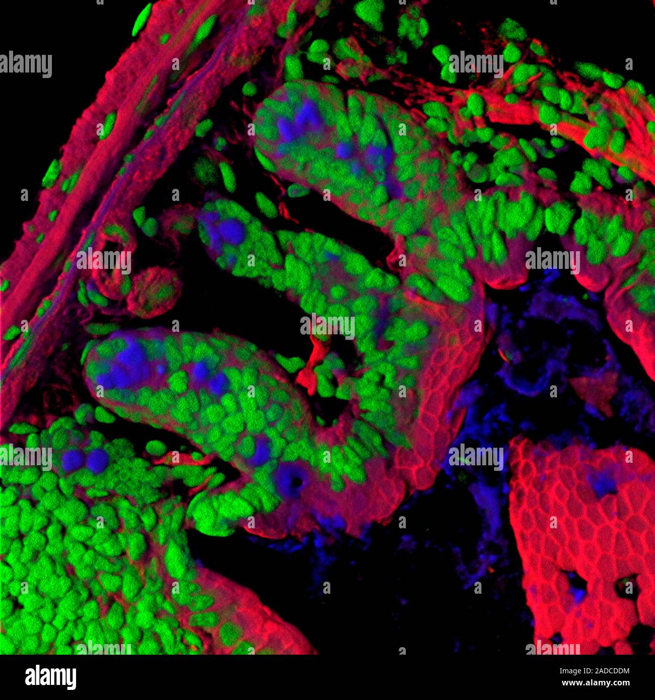 Les tissus intestinaux. La lumière fluorescente confocale ...