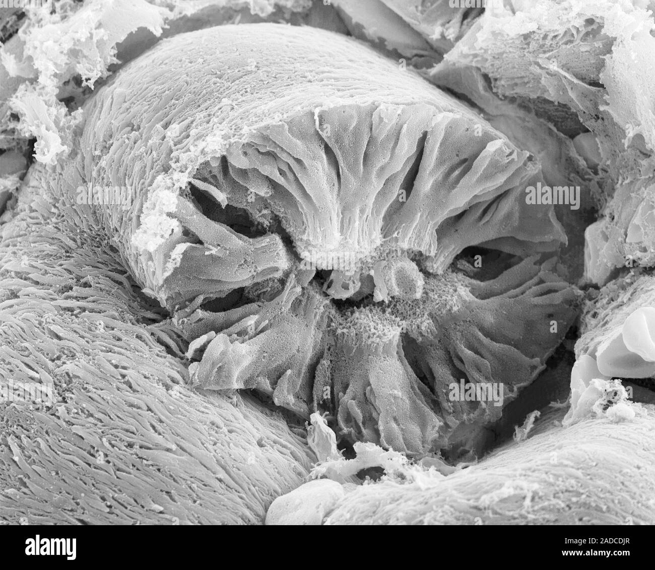 La filtration des reins uriniferous néphron (tubules), l'analyse des ...