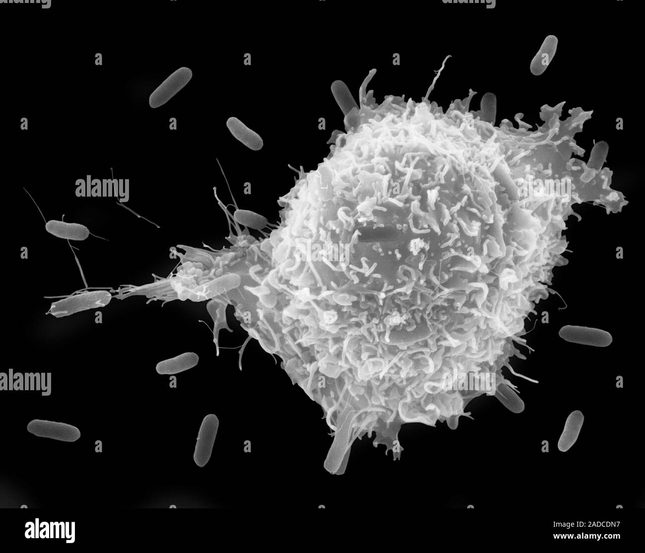 La phagocytose des macrophages péritonéaux de E. coli, de l'analyse des ...