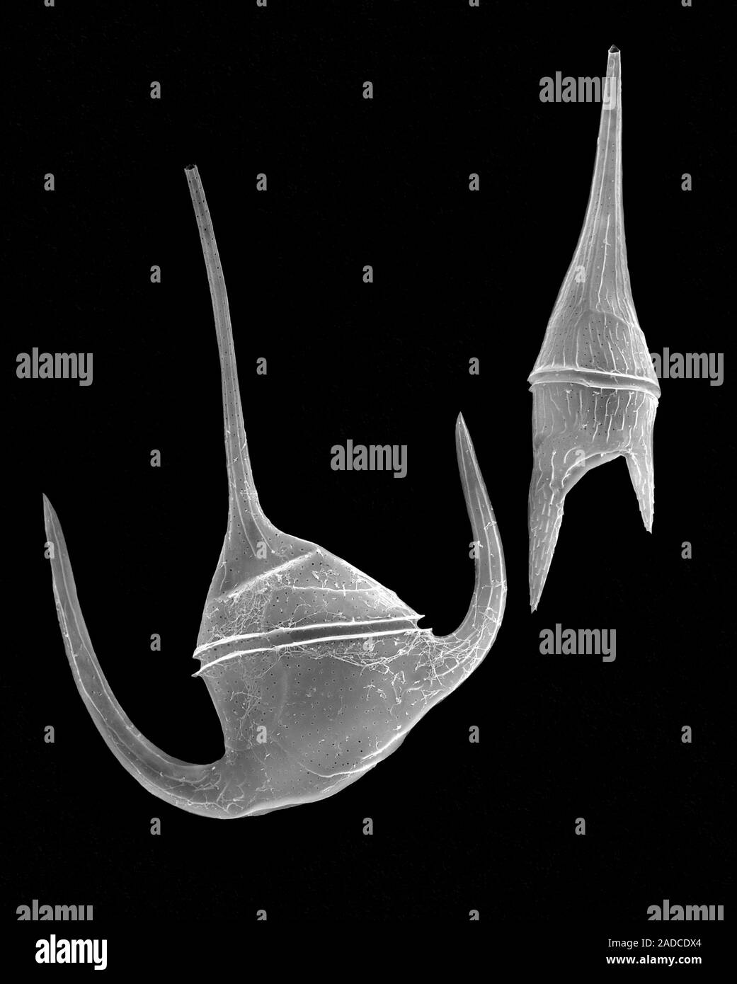 L'analyse des électrons Microphotographie (SEM) de dinoflagellés marins ...