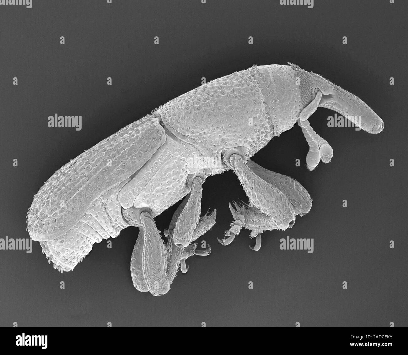 L'analyse des électrons Microphotographie (SEM) de charançon du riz ...