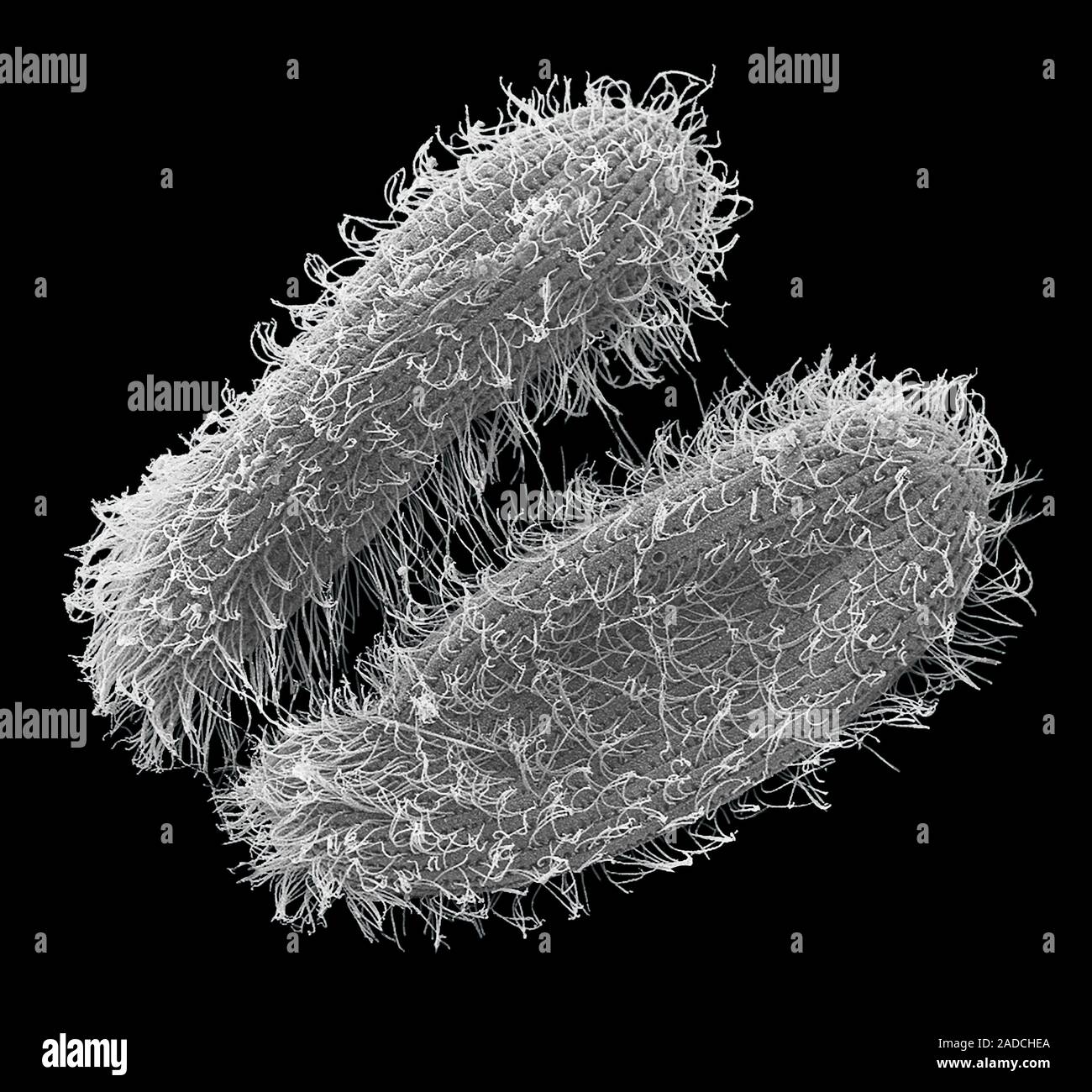 Espèces de protozoaires ciliés, Paramécie. L'analyse des électrons ...