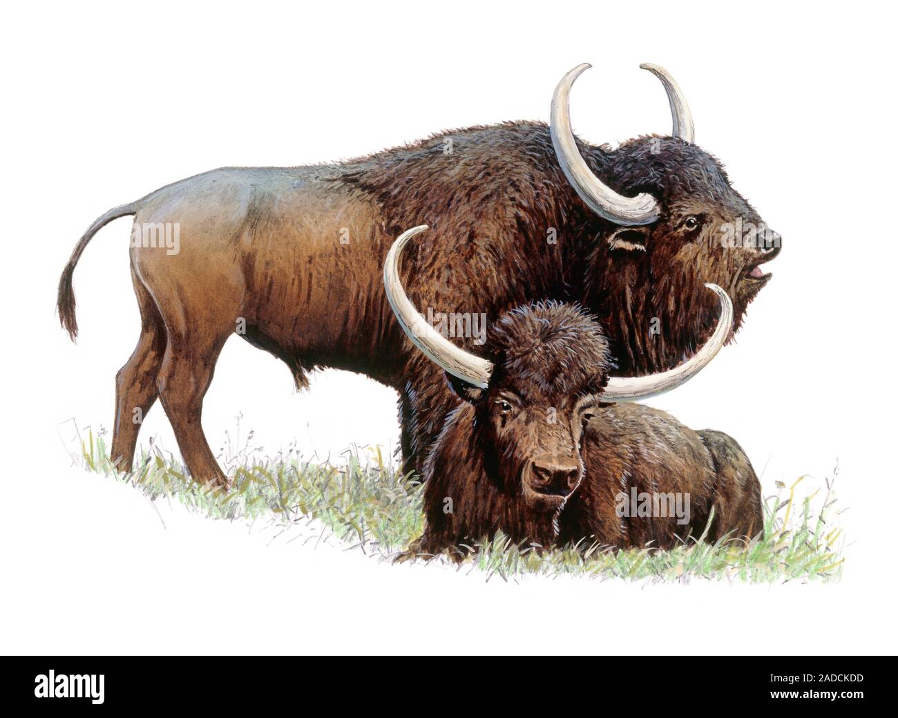 Aurochs (Bos primigenius), illustration. Cette espèce vit à partir de ...