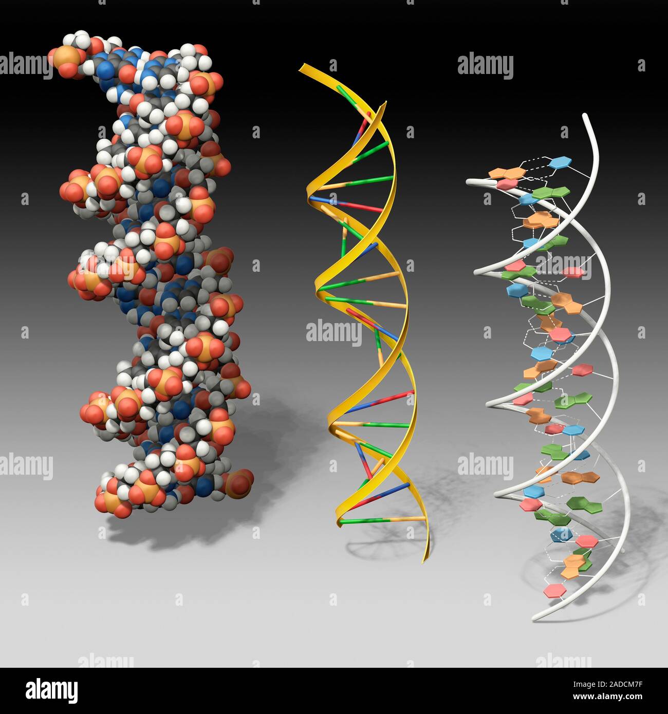 Des molécules d'ADN, l'illustration de l'ordinateur. Trois modèles ...