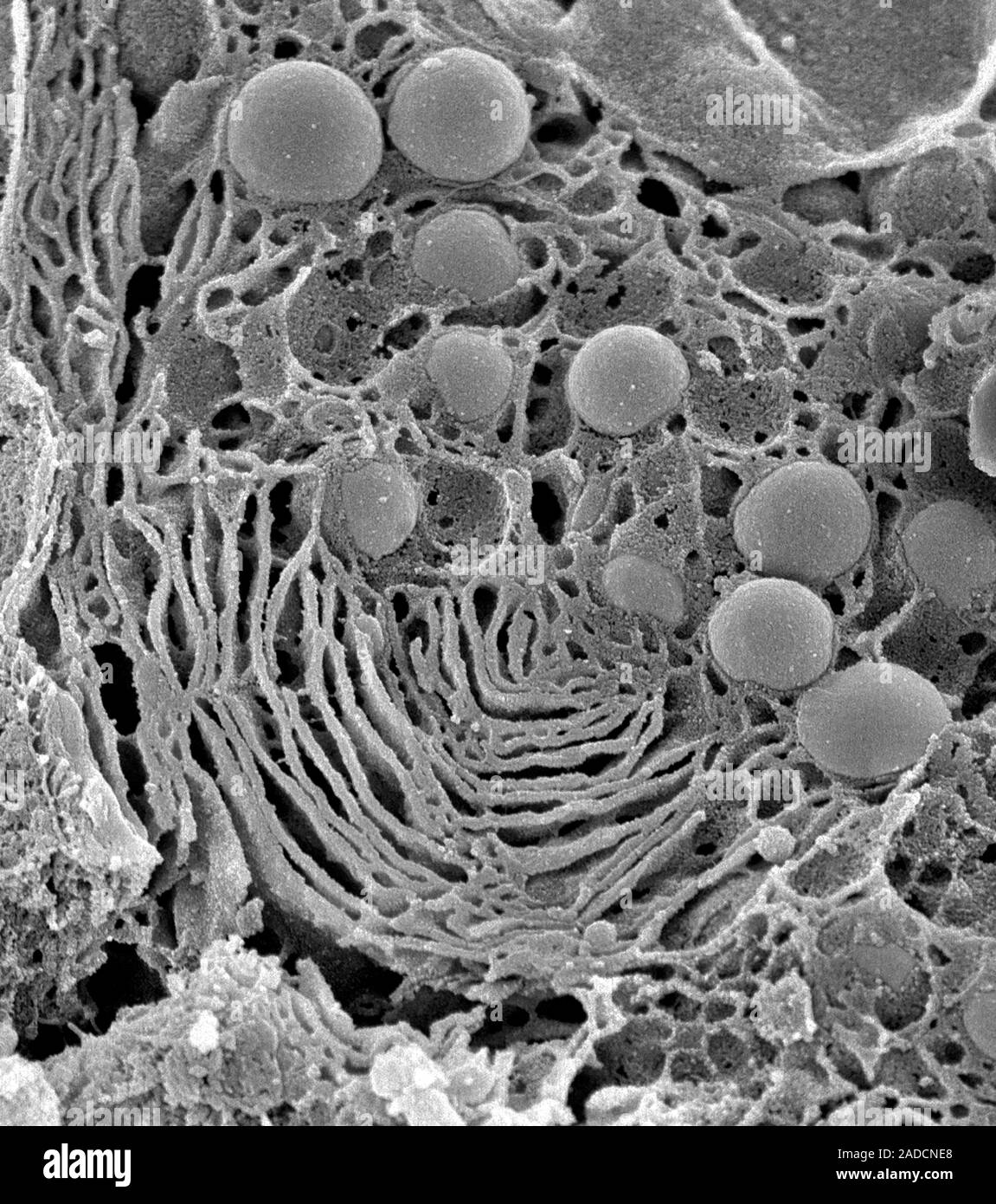 Les cellules du pancréas. L'analyse des électrons Microphotographie ...