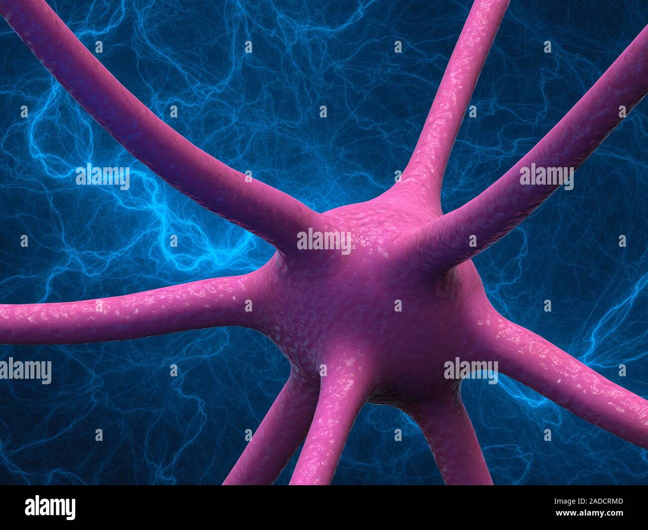 Cellule nerveuse, illustration de l'ordinateur. Les cellules nerveuses ...