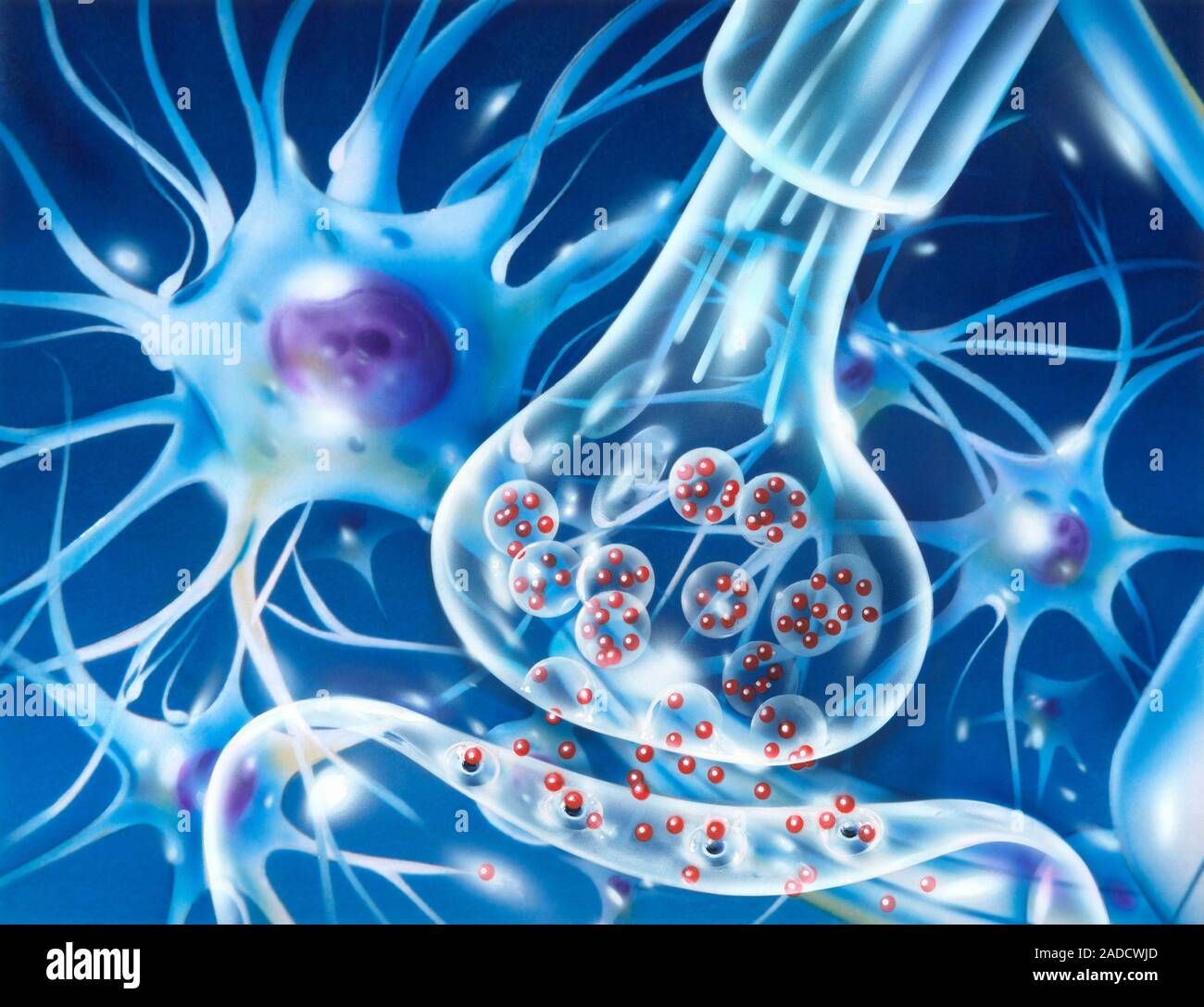 Synapse nerveuse. Illustration de la jonction entre deux cellules ...
