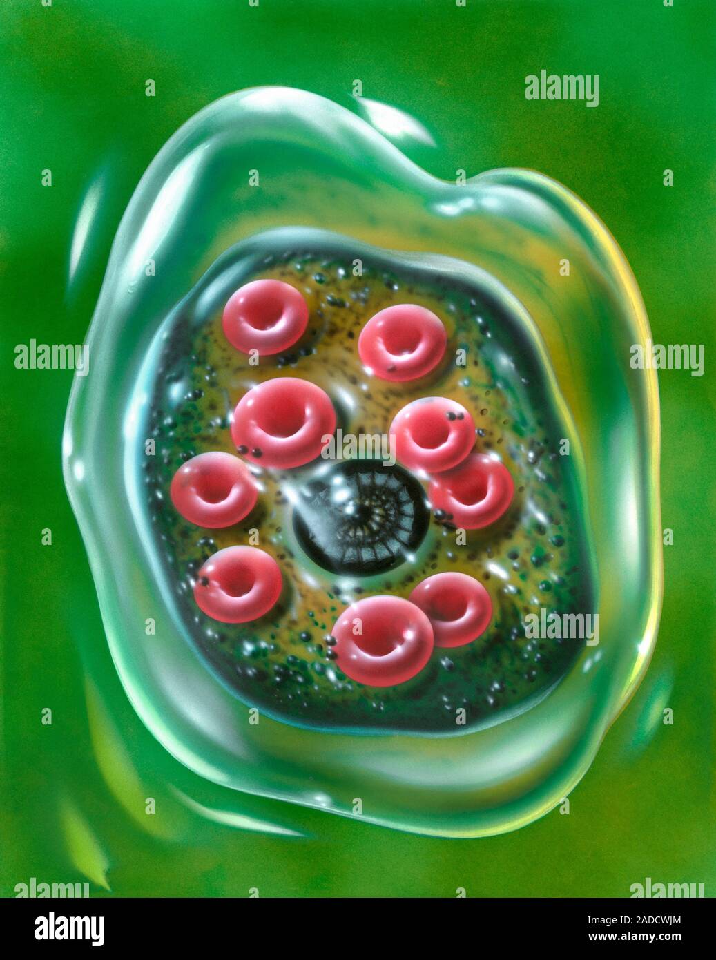 Amibe parasite qui envahit les globules rouges, l'illustration. C'est ...