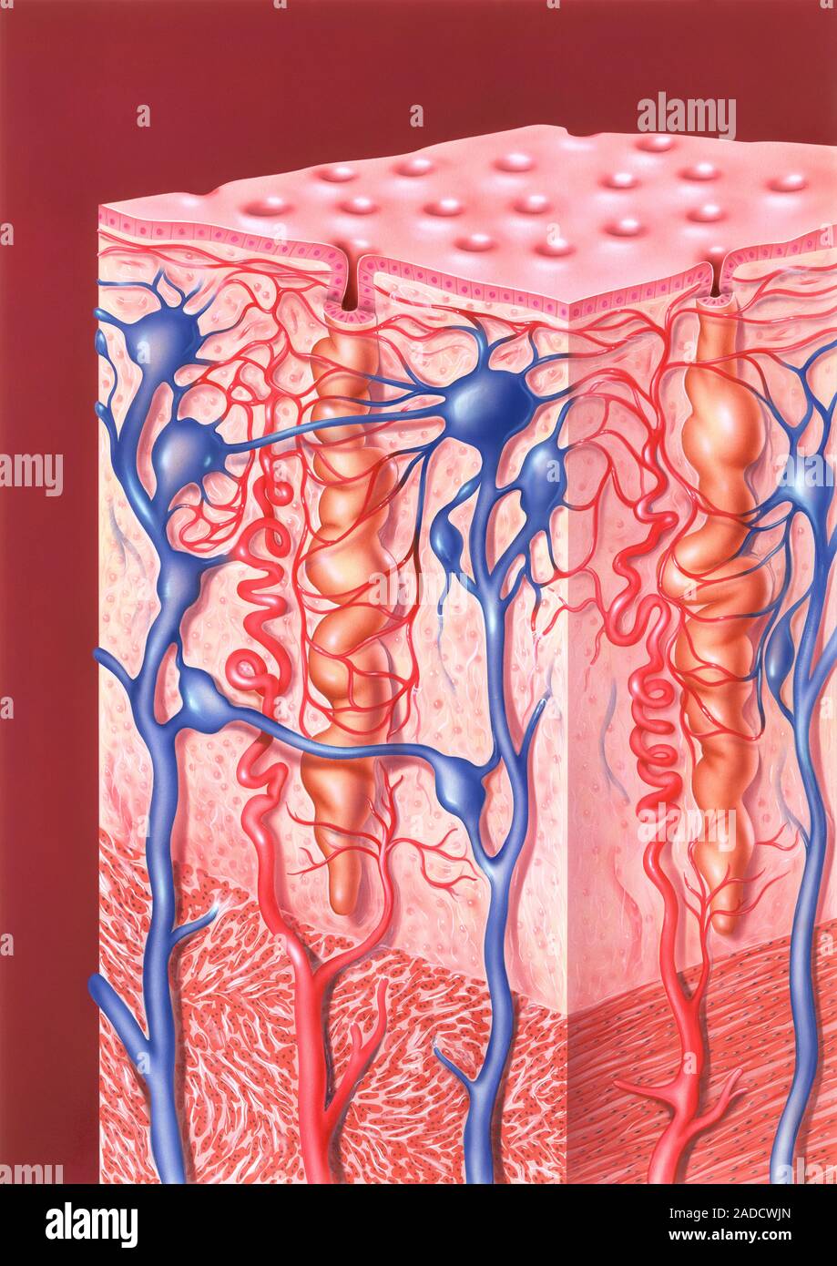 De l'endomètre et de l'approvisionnement en sang. Illustration de la ...