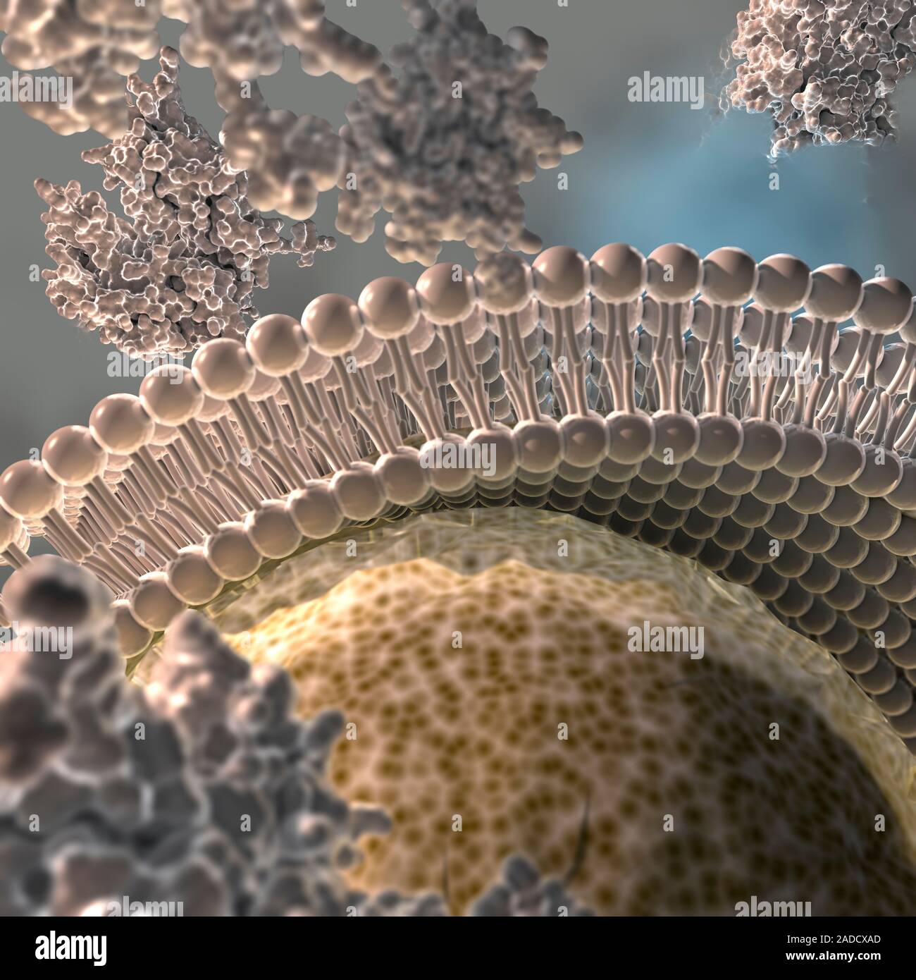 La membrane cellulaire sépare les constituants d'une cellule interne de ...