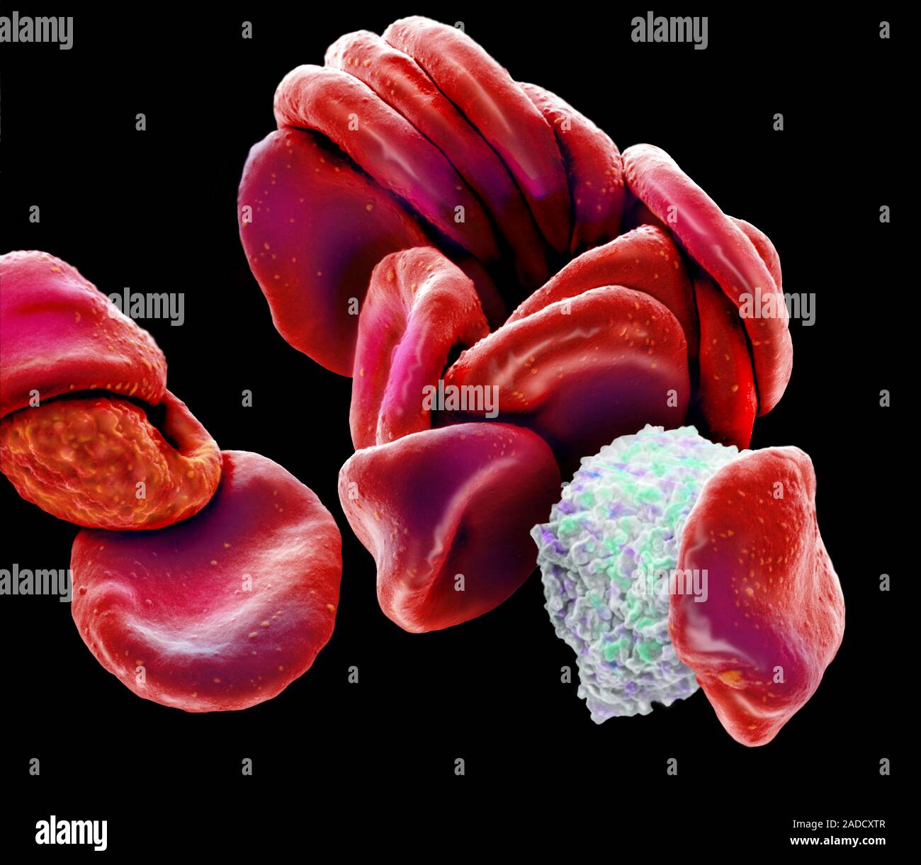 Les cellules de sang rouges et blanches. Couleur de l'analyse des ...