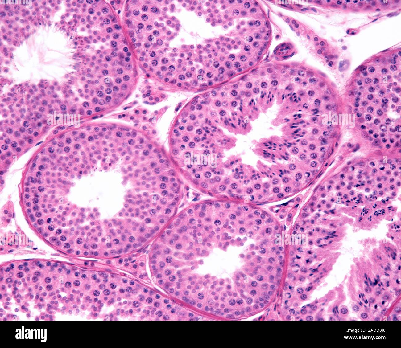 Microphotographie lumière des tubes séminifères à partir d'un testicule ...