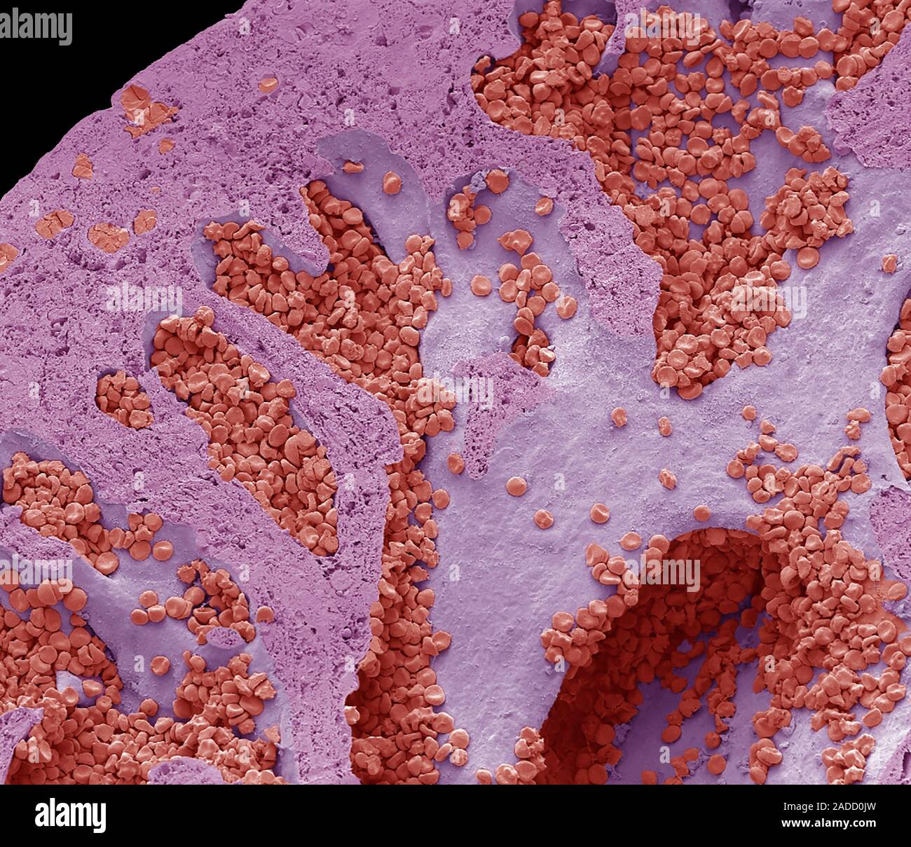 Ventricule cardiaque. Couleur de l'analyse des électrons ...