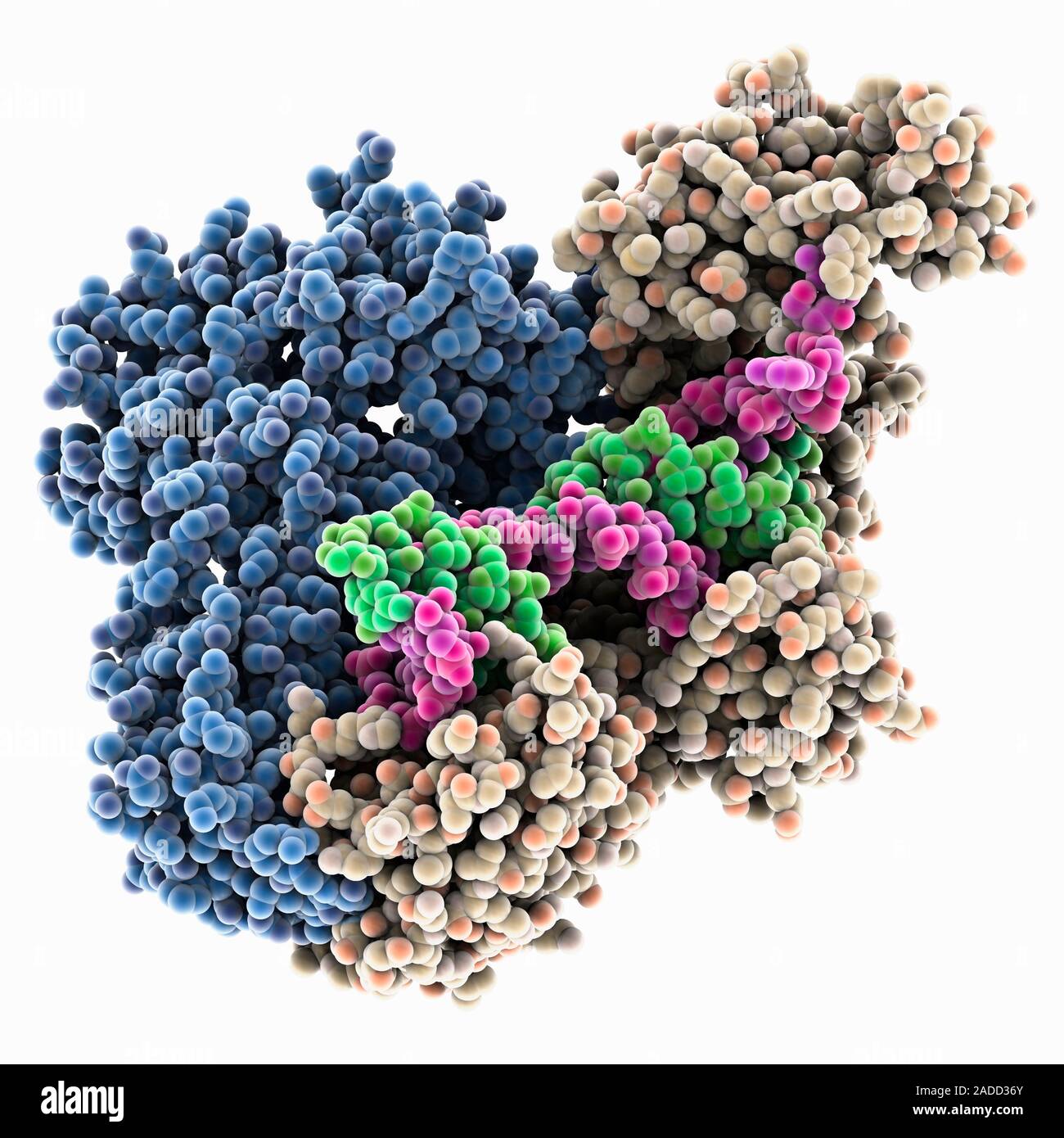 La transcriptase inverse du VIH-1 complexée avec un ADN/ARN hybride ...