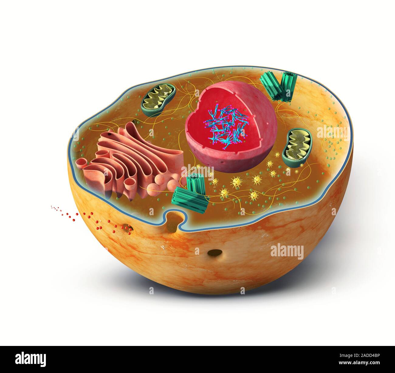 La structure de la cellule animale. Illustration de la structure ...