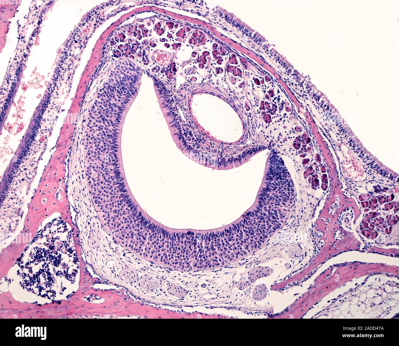 Micrograph Light d'un organe voméro-nasal (organe de Jacobson) montrant ...