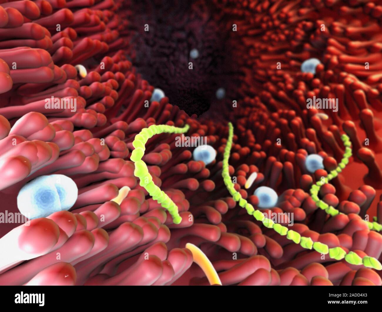 Flore bactérienne intestinale. Illustration de bactéries faisant partie ...