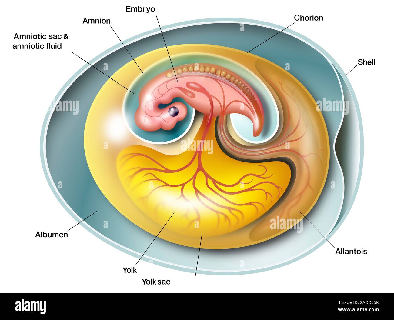 Anatomie embryon amniotes. Illustration des caractéristiques ...