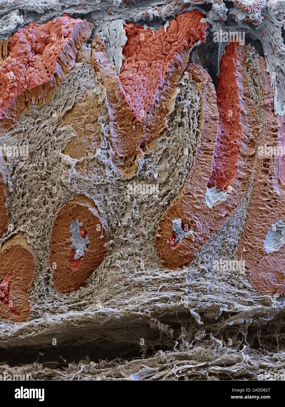 Section de la muqueuse intestinale. Couleur de l'analyse des électrons ...