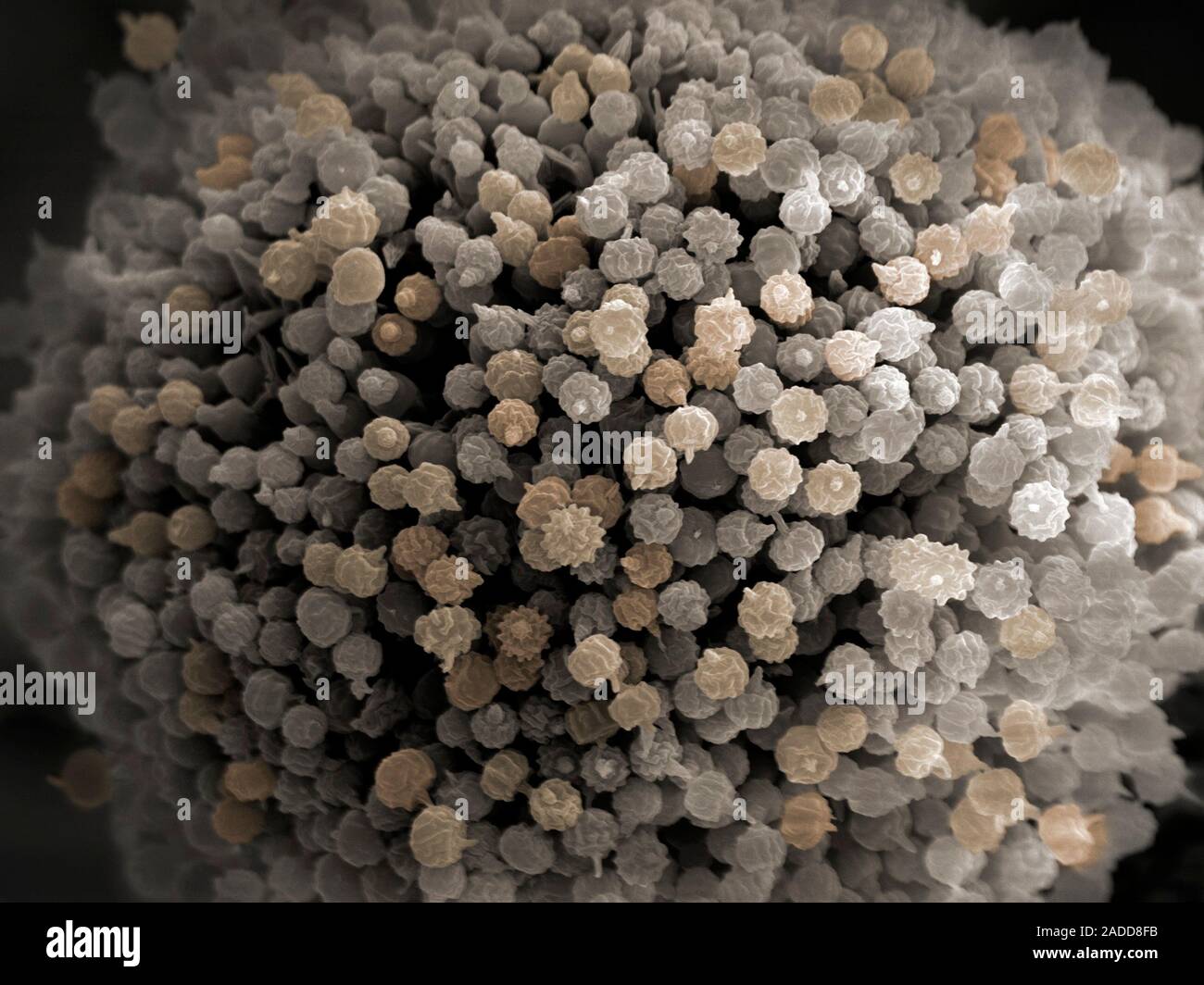 Couleur de l'analyse des électrons Microphotographie (SEM) des spores ...