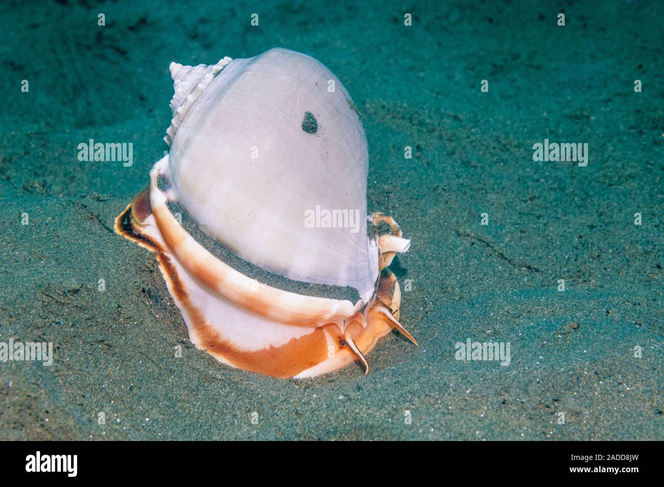 Bonnet gris (Phalium glaucum) Escargot de mer de sable sur fond de mer ...