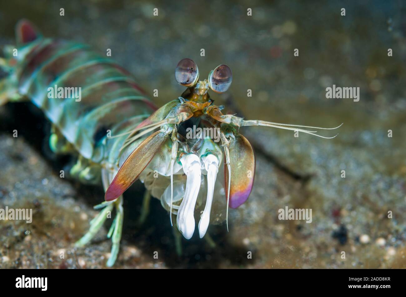 Le hibou rose crevette mantis (Odontodactylus latirostris). Crevettes ...