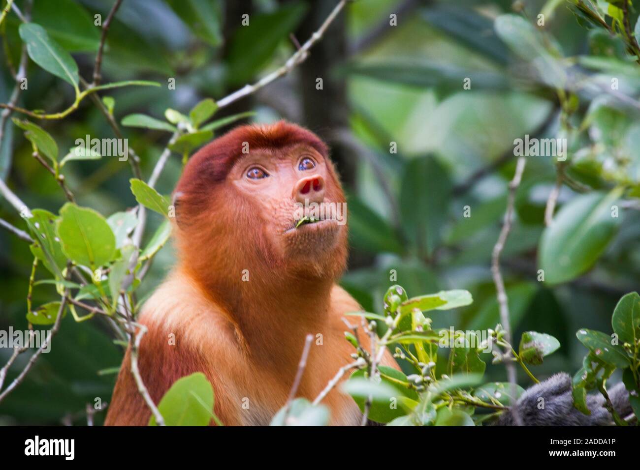 Proboscis Monkey femelle (Nasalis larvatus) se nourrissant dans un ...