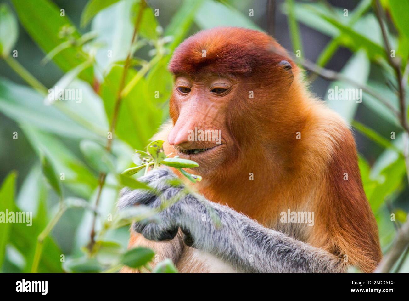 Proboscis Monkey femelle (Nasalis larvatus) se nourrissant dans un ...